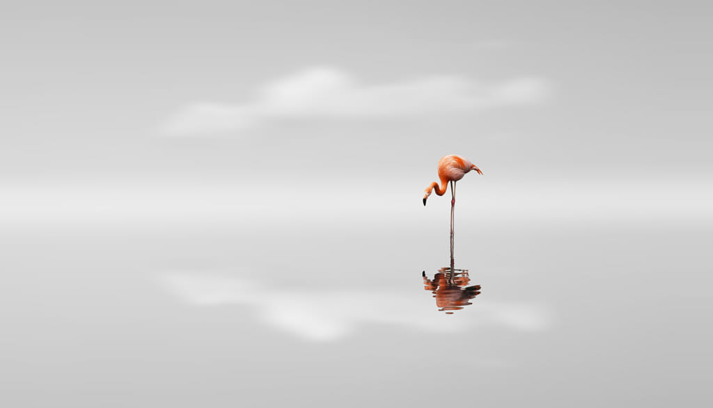 Purity by Ian Hainsworth | 500px