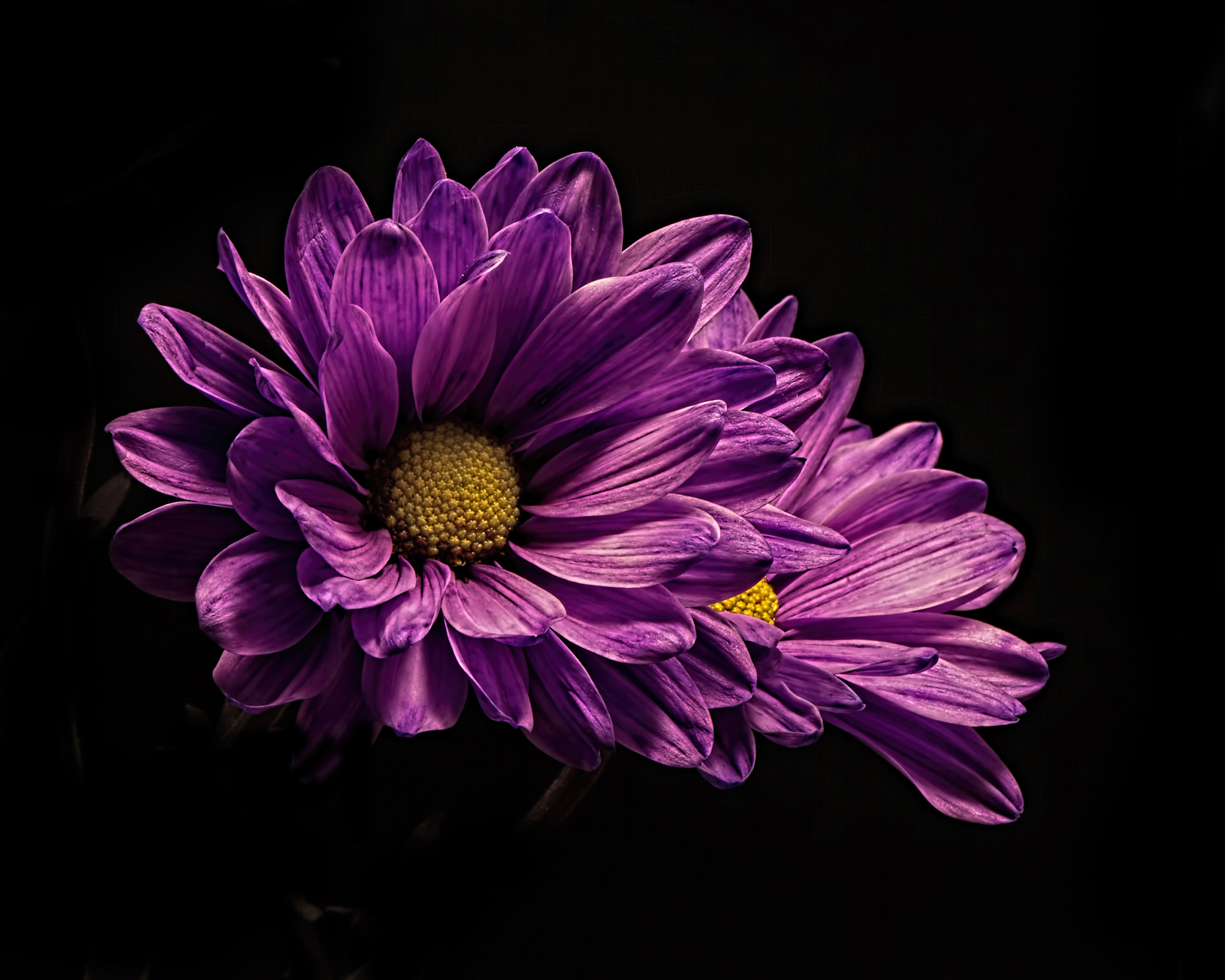 Vibrant Purple Chrysanthemum Radiates Beauty and Delicate Grace ...