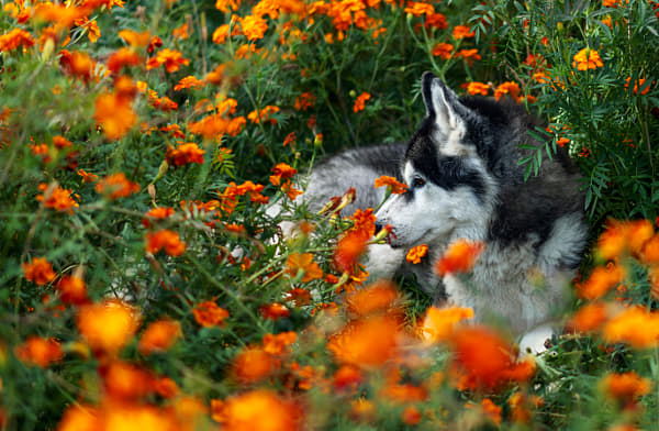 Husky Dog Observes Surroundings in Vibrant Floral Landscape | nature ...
