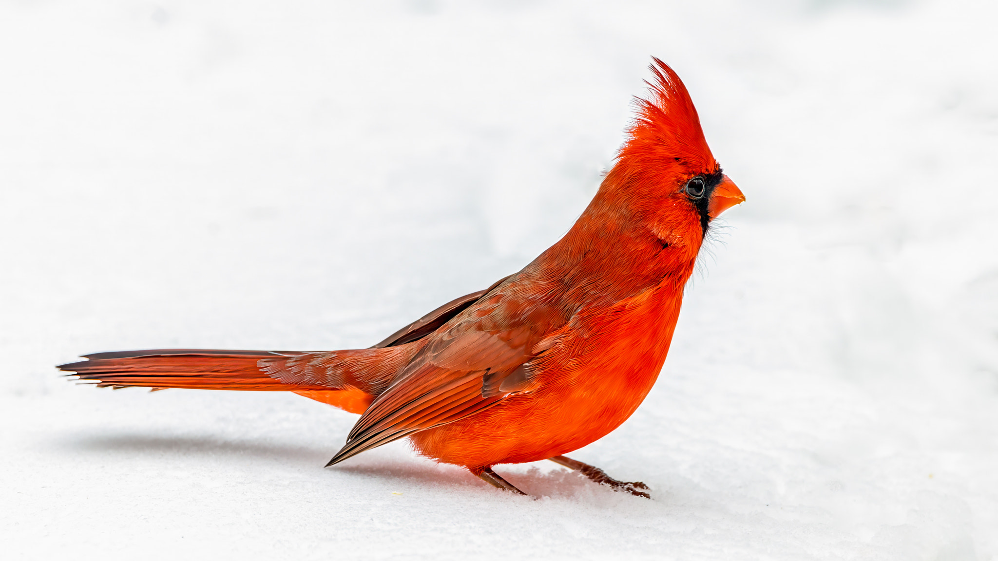 Vibrant Cardinal Symbolizes Passion and Winter's Beauty | nature photo ...