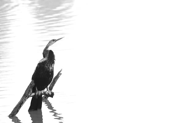 Bird Perches on Branch in Stark Contrast Evoking Solitude | nature ...