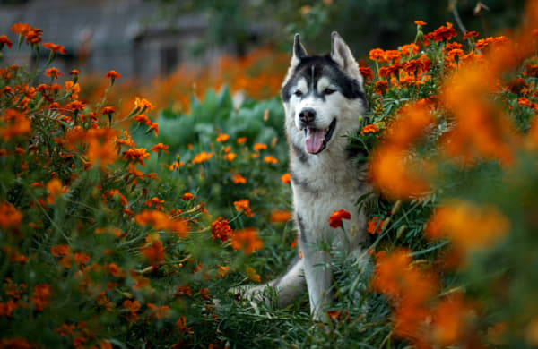 Happy Dog in Field of Flowers Expressing Joy and Vitality | nature ...