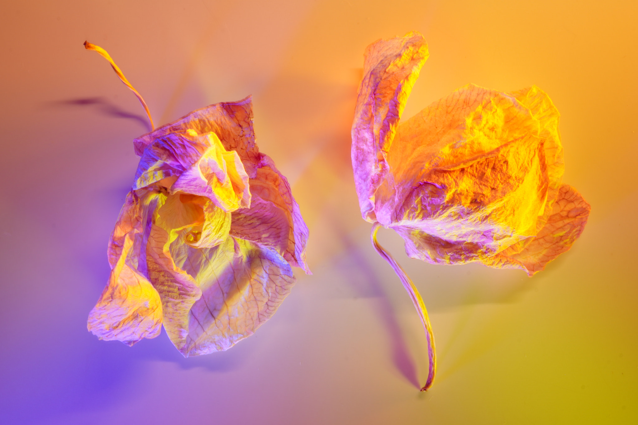 Translucent Petals Glow Revealing Delicate Beauty and Ephemerality ...