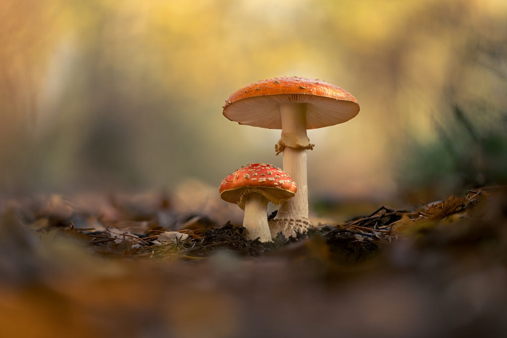 Viliam Tomo by Lukas Wagneter | 500px