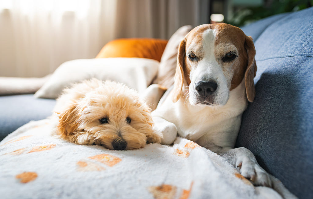 Red Tail Hawk by RUSS J HORN | 500px