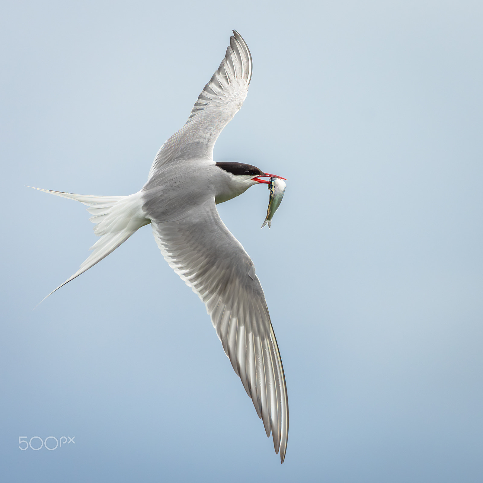 Bird with Fish in Flight Symbolizing Provision and Survival | nature ...