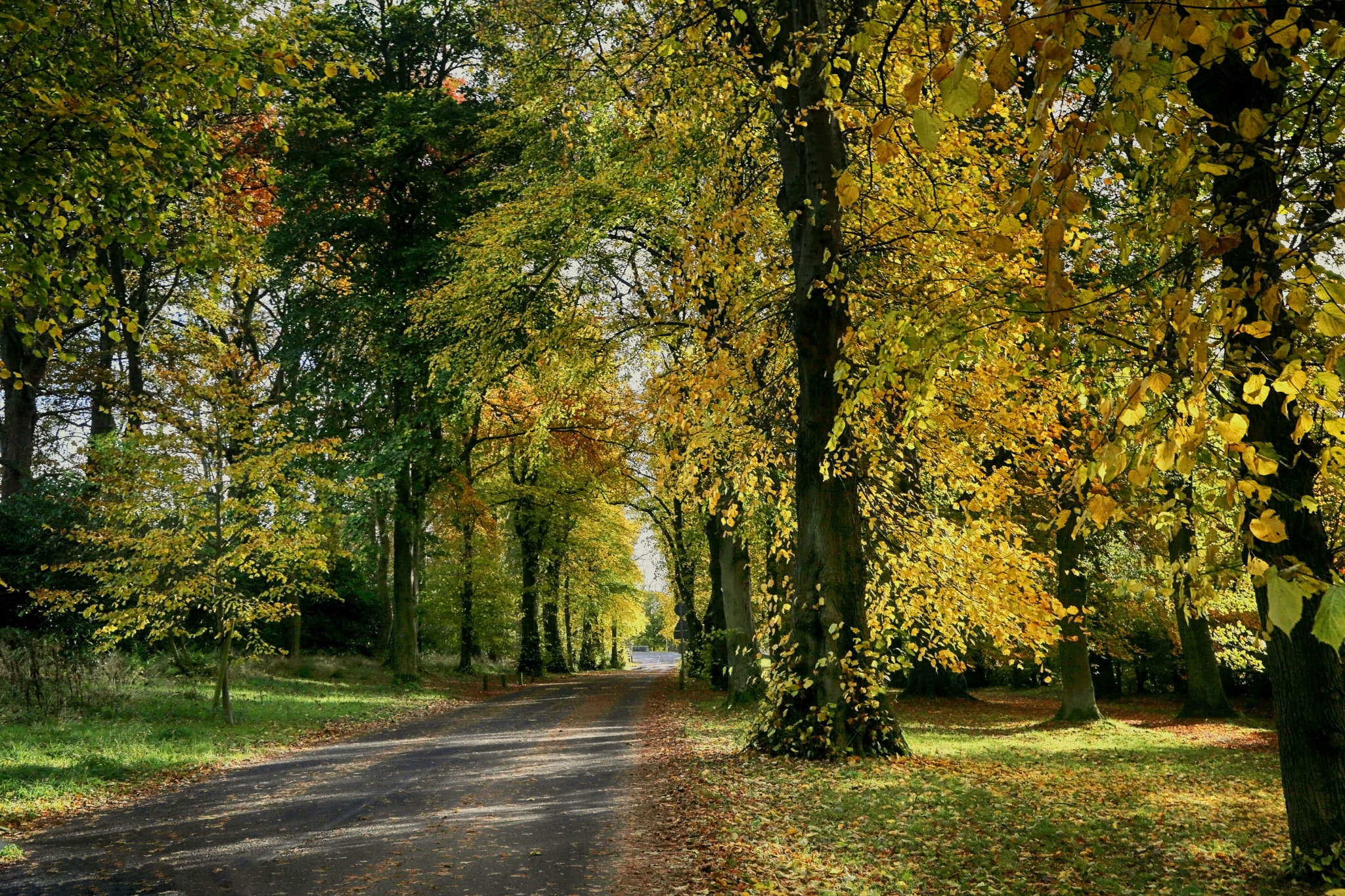 Autumn Lane Displaying Seasonal Transition and Serenity | landscape ...