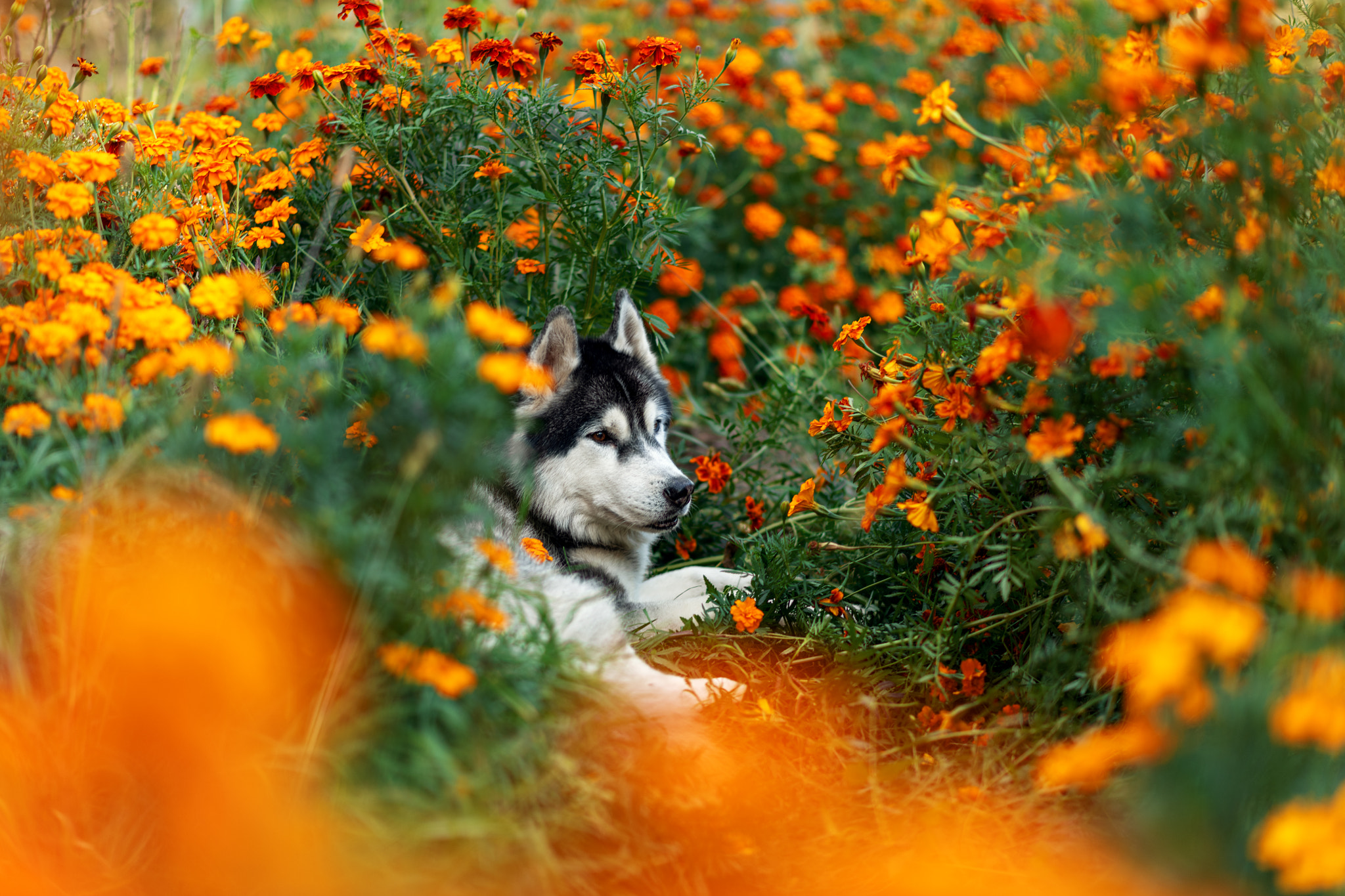 Curious Puppy Explores Vibrant Floral Field with Innocence | nature ...