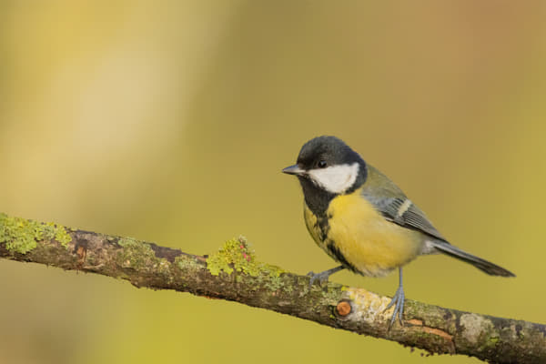 Small Bird Perches on Branch in Natural Serenity | nature photo by Ark ...