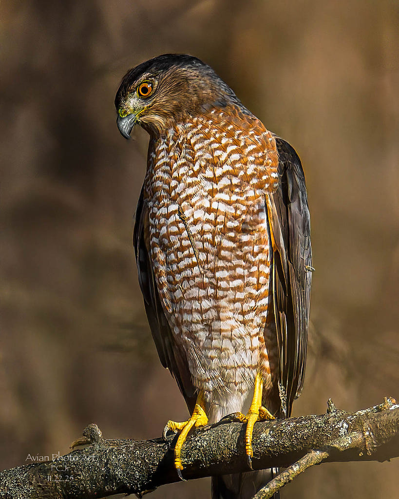 Cooper's hawk by Fran Czemerda Jr | 500px