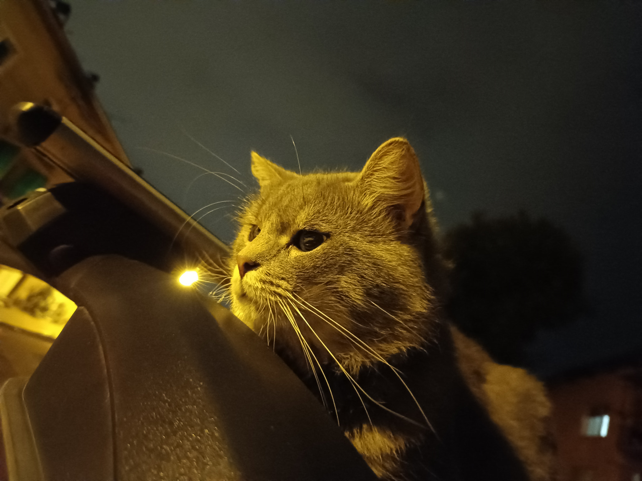 Curious Cat Gazes into the Night with Focused Attention | nature photo ...