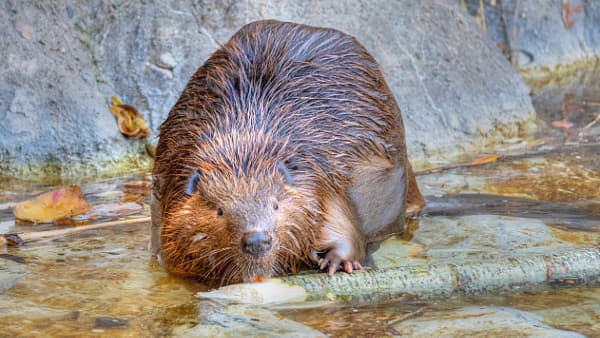Beaver in Water Symbolizing Resilience and Natural Instinct | nature ...