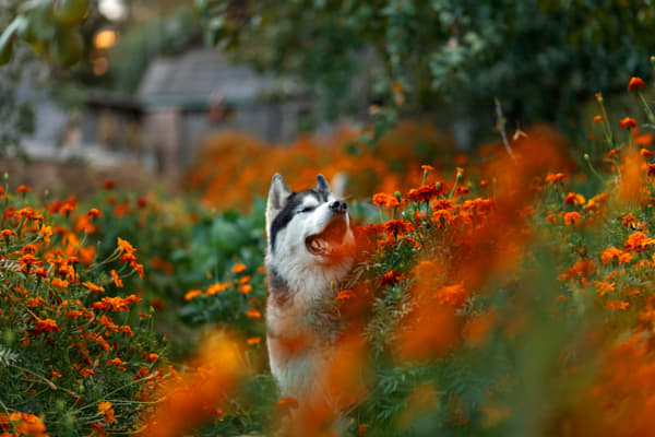 Husky Dog in Vibrant Flower Field Evoking Playfulness | nature photo by ...