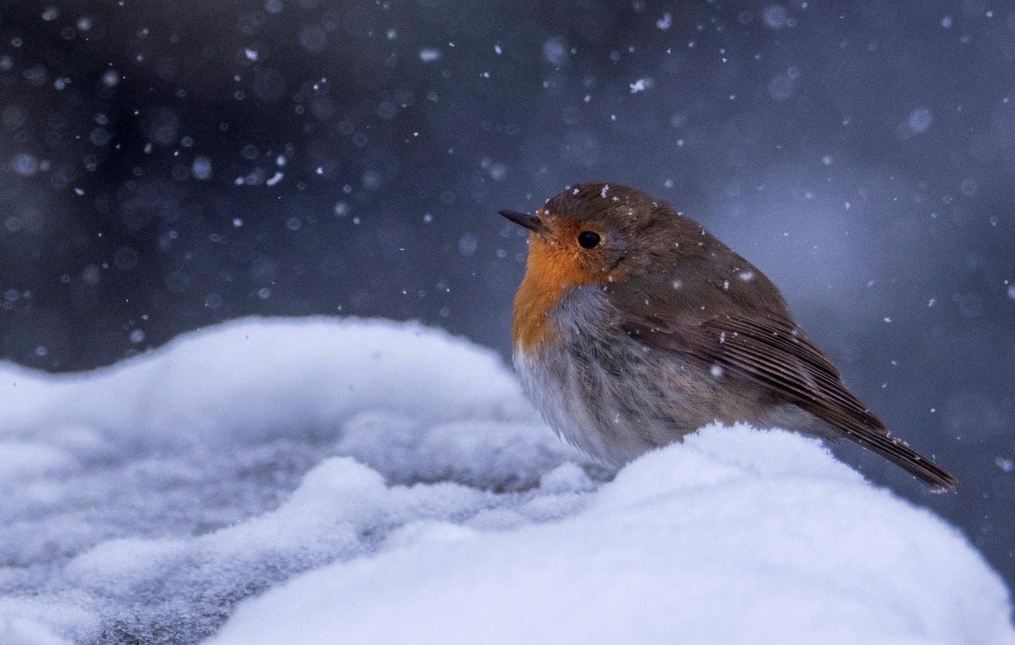 Small Bird Enduring Winter's Cold Serenity | nature photo by Ioannis ...