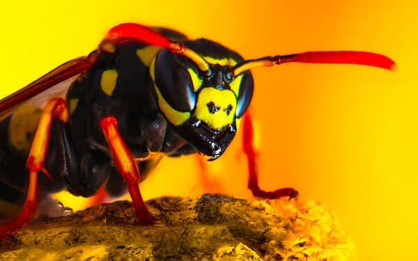 Intense Wasp Close-Up Capturing Nature's Fierce Precision | nature ...