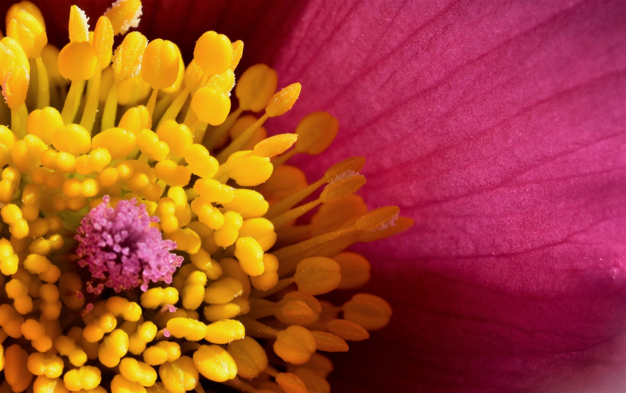 Macro of Flower Center Revealing Intricacy and Vibrant Life | nature ...