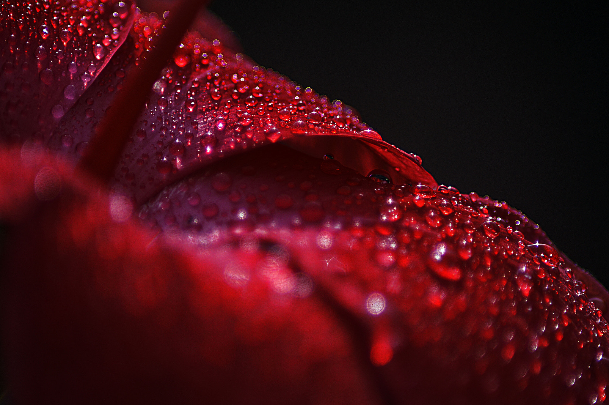 Crimson Petals Adorned with Dewdrops in a Display of Delicate Beauty ...