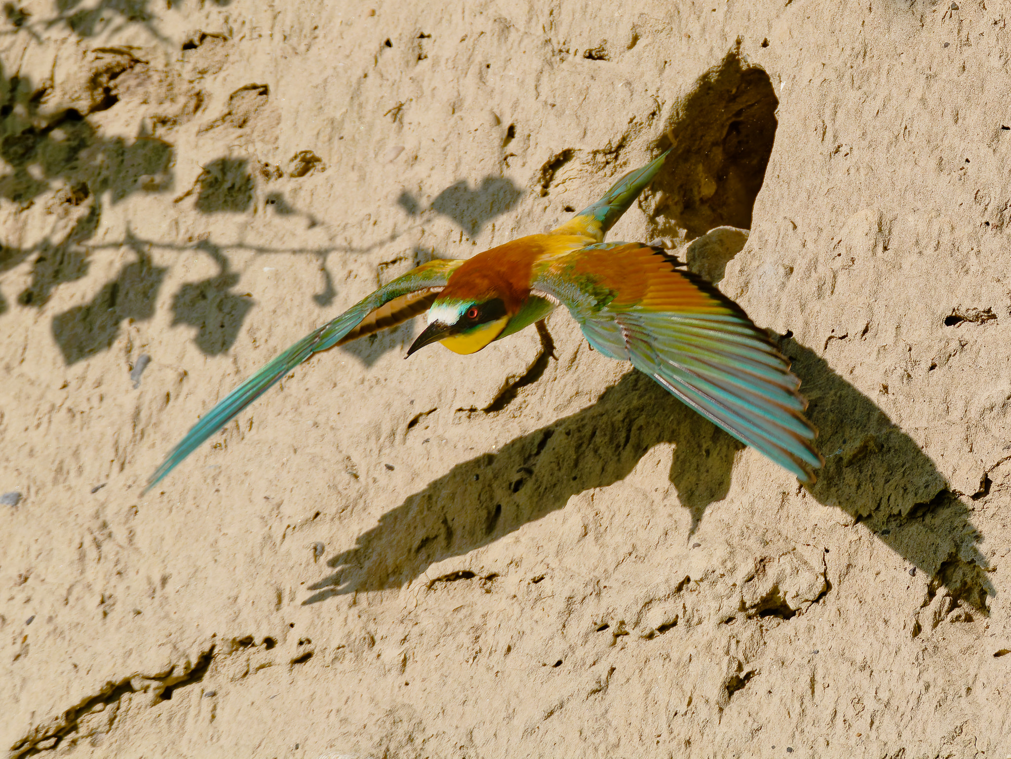 Vibrant Bird in Flight Against Textured Wall Expressing Freedom and ...