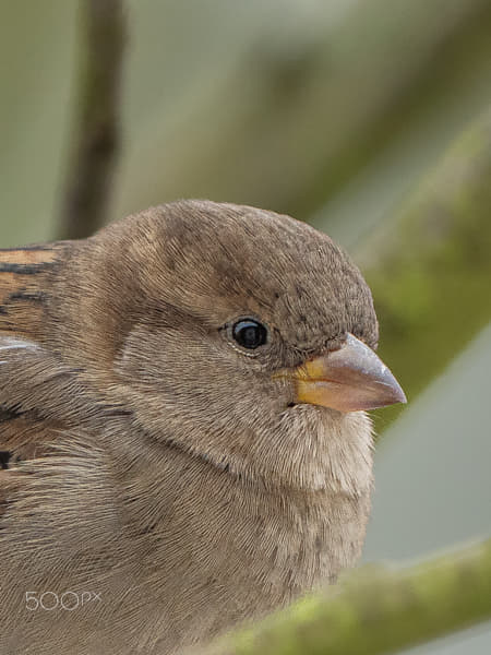 Small Bird Gazes with Innocence and Natural Curiosity | nature photo by ...