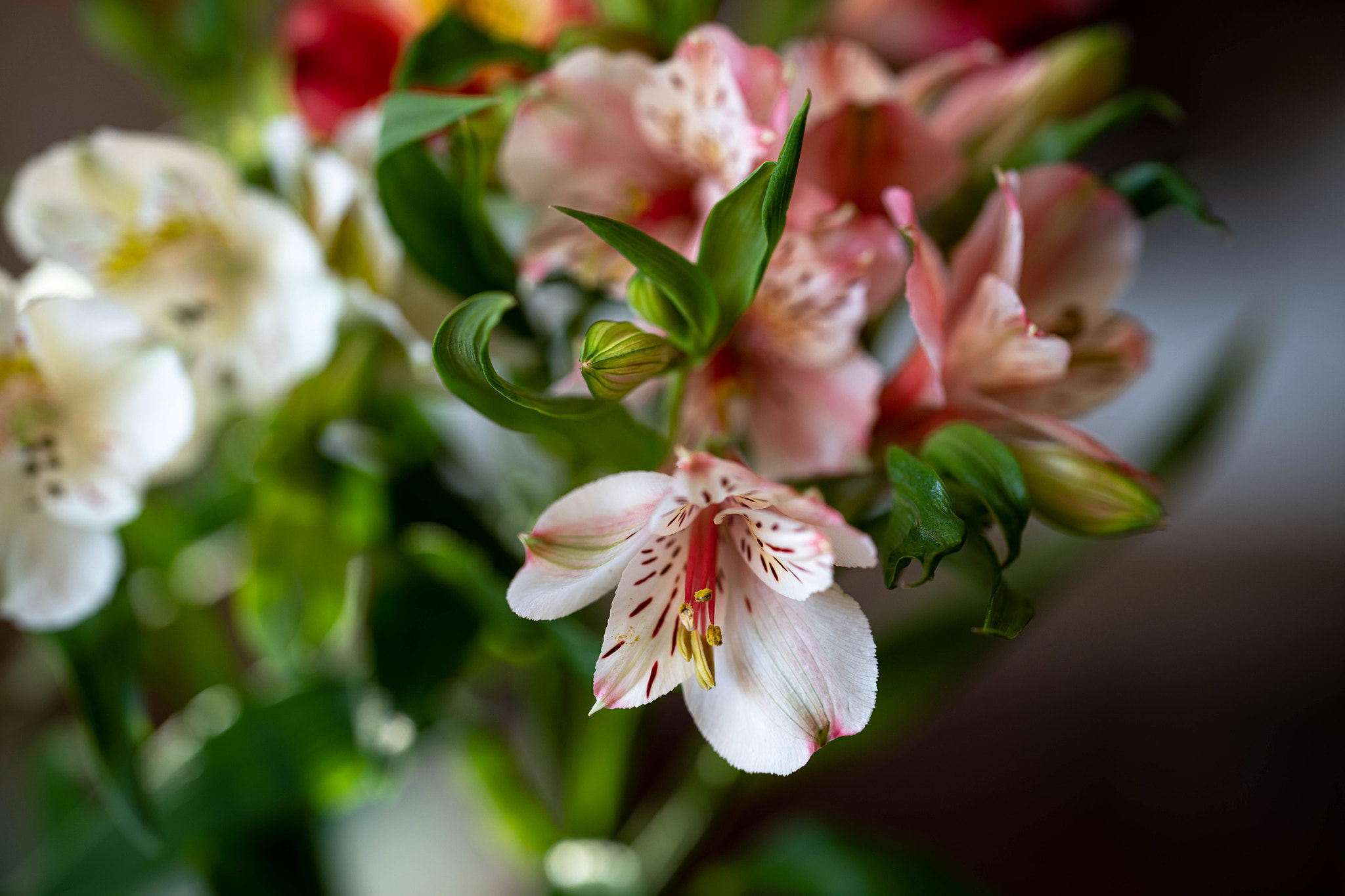 Soft Floral Arrangement Evoking Serenity and Delicate Beauty | nature ...