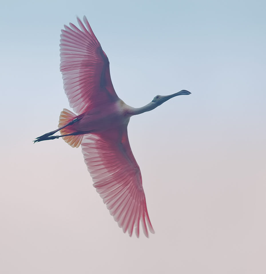 Pink Spoonbill Soars Gracefully in Sky Symbolizing Freedom | nature ...