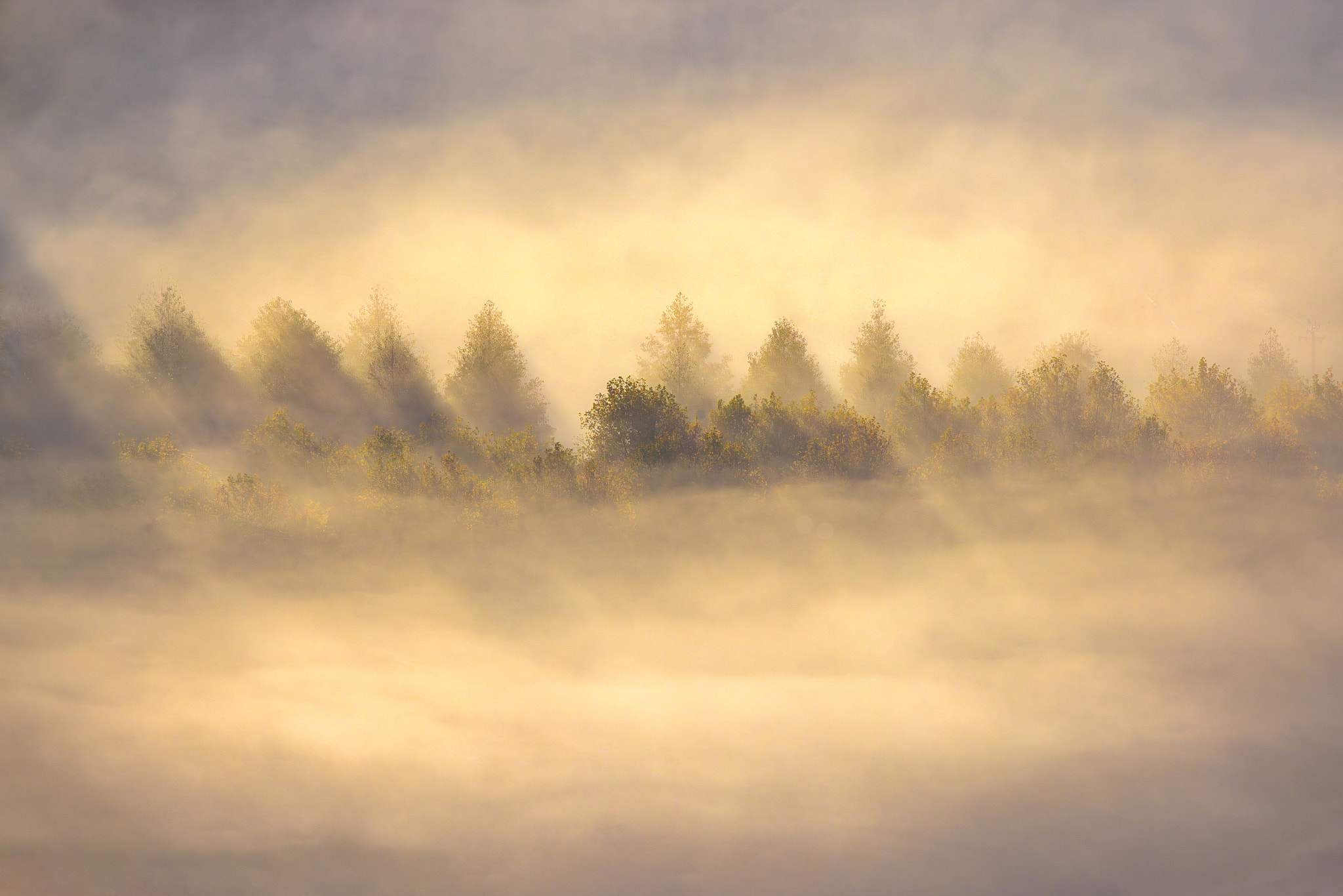 Misty Forest Evokes Ethereal Beauty and Mysterious Ambiance | landscape ...