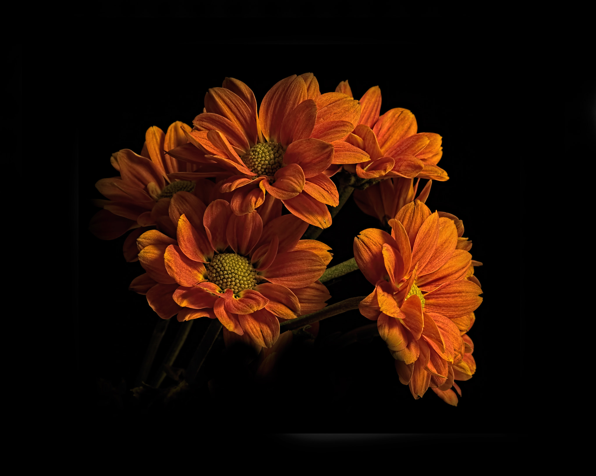 Vibrant Orange Flowers Against Dark Background Evoking Warmth and ...