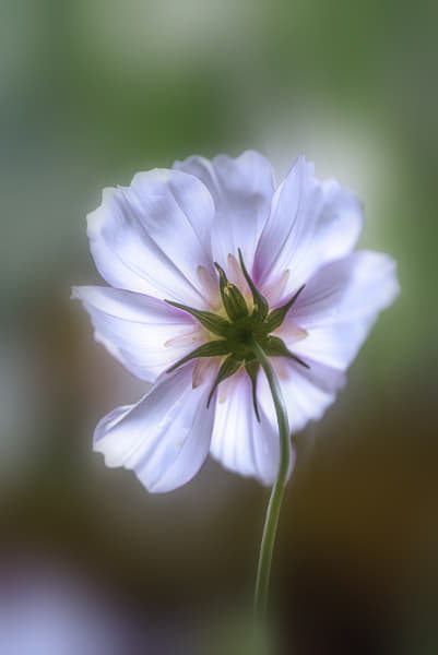 Delicate Flower Blooms in Soft Light Evoking Gentleness | nature photo ...