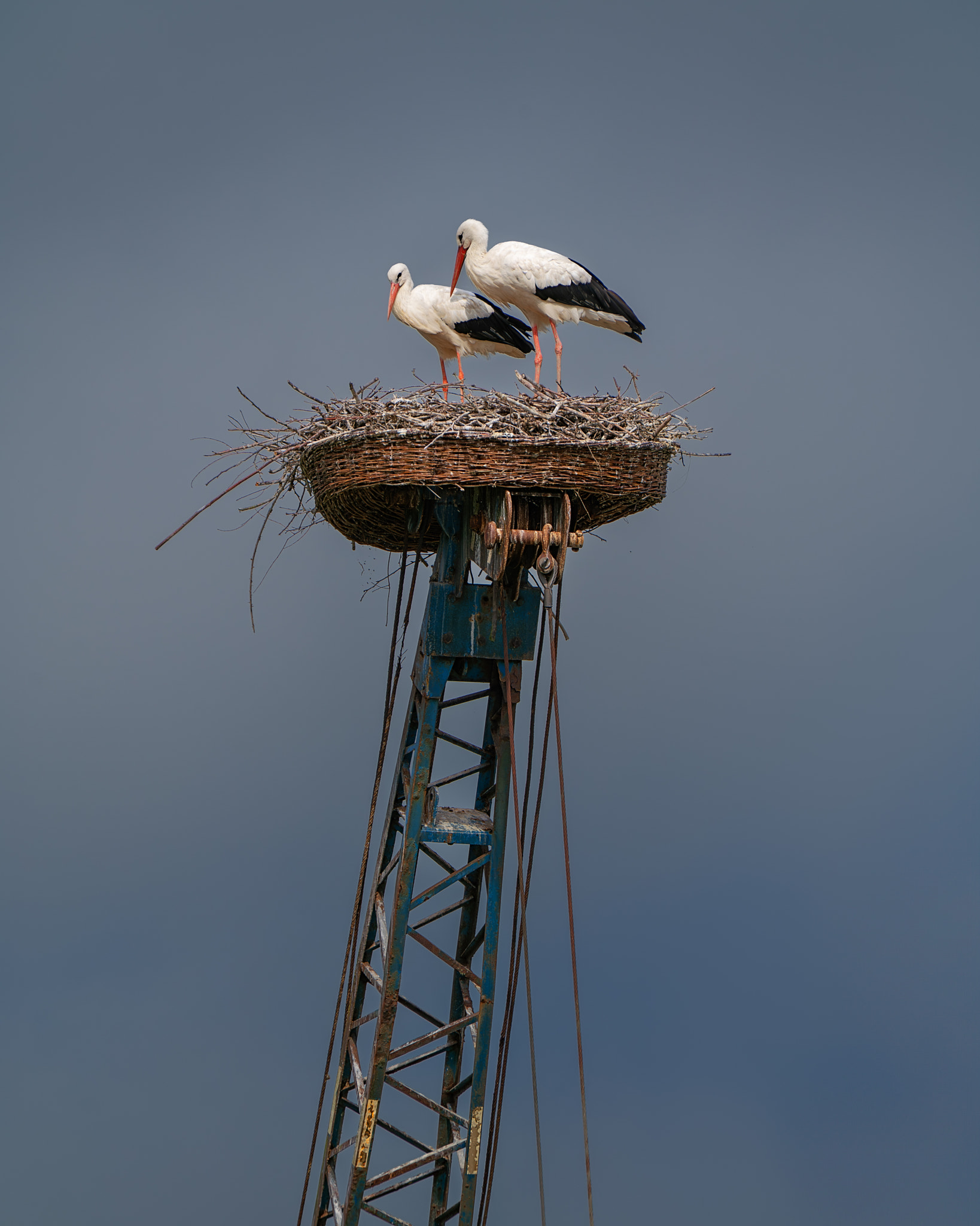 Storks Nesting High Above Reflecting Resilience and New Beginnings ...