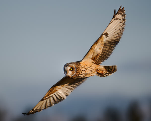 Owl Soars Through Open Sky, Representing Wisdom and Unrestricted ...