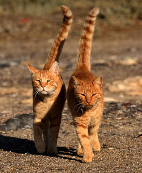 Two Feline Companions Walk Together in Display of Unity | nature photo ...