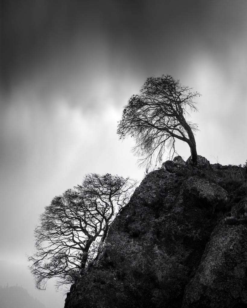 Ancient Trees on Rocky Peak Evoking Resilience and Enduring Strength ...