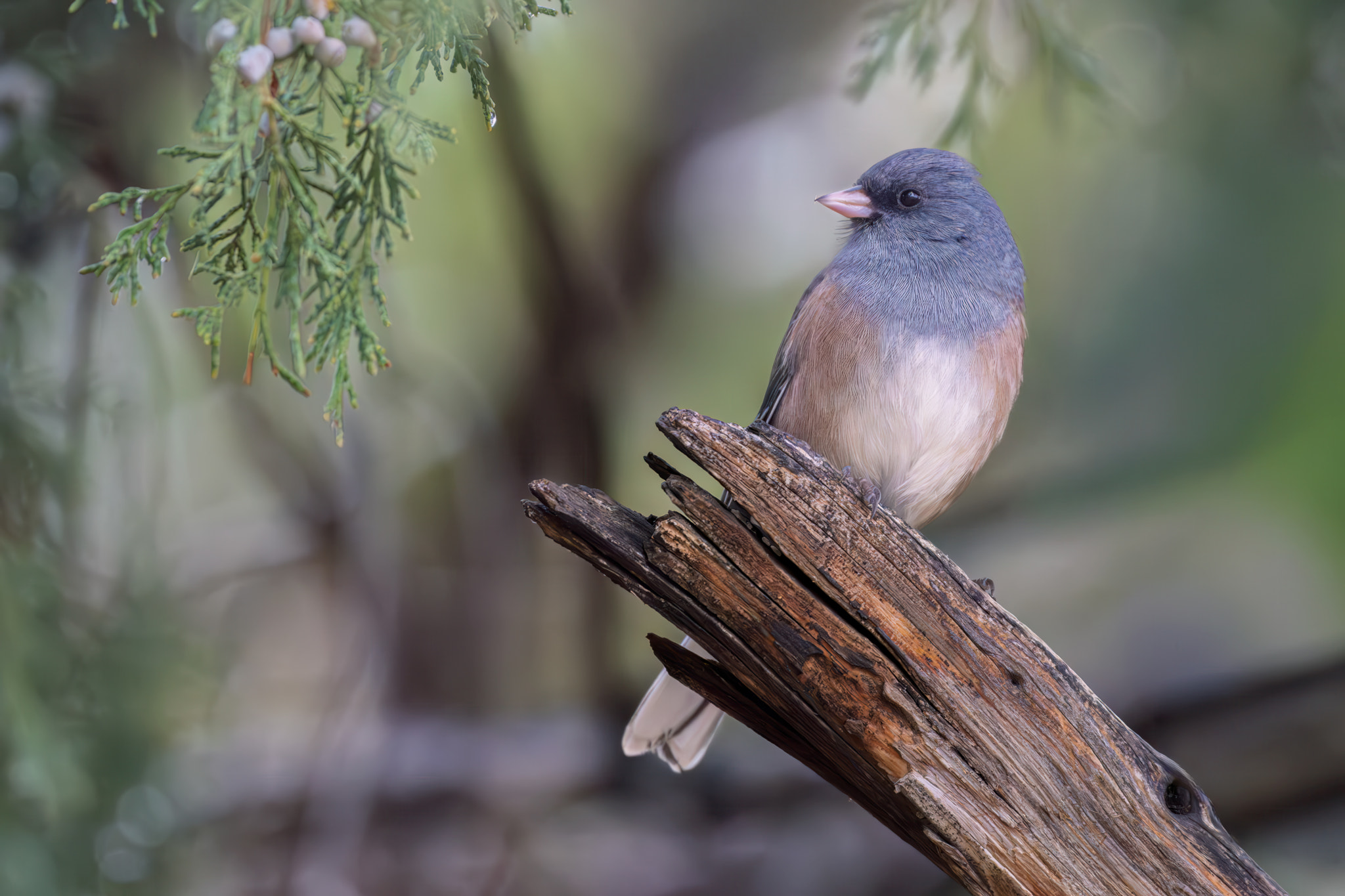 Small Bird Perched on Branch Symbolizing Tranquility and Nature's Calm ...