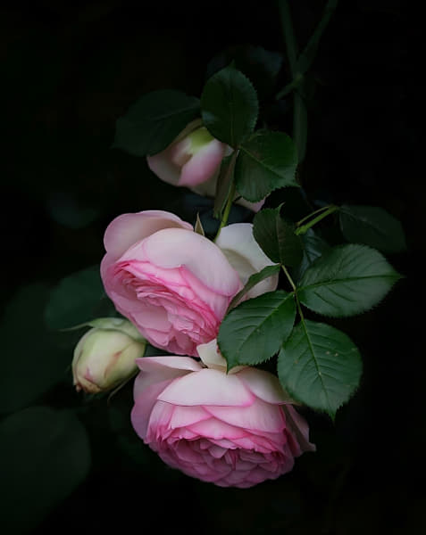 Delicate Pink Roses Blooming in Darkness Evoking Beauty and Mystery ...
