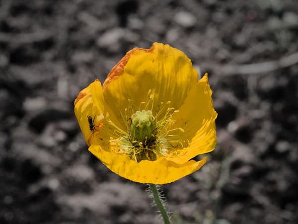 Glaucium flavum by Andreas Wallum | 500px