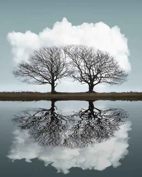 Reflected Trees Illustrate Balance and Interconnectedness | creative ...