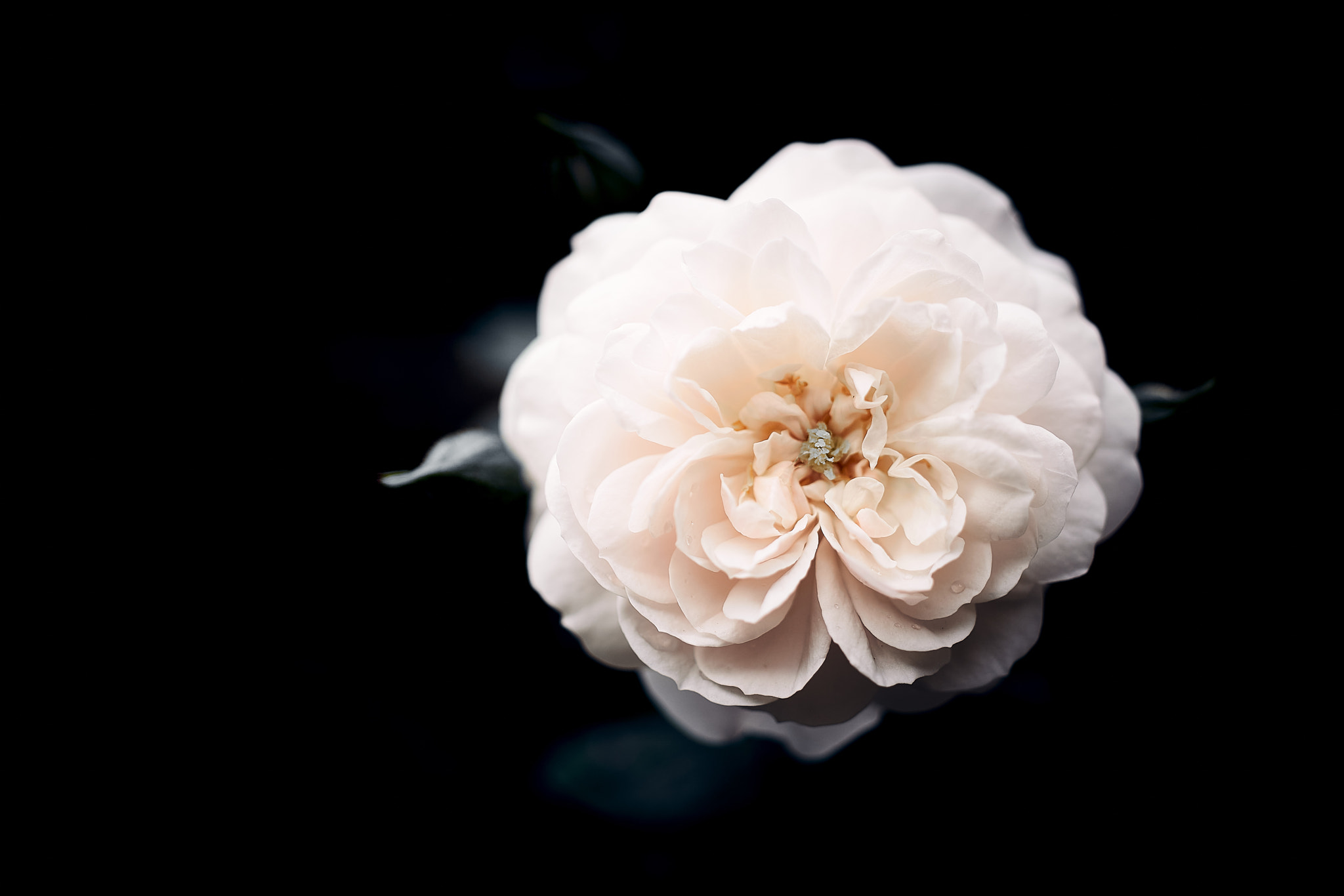 Soft Bloom Radiates Gentle Serenity | nature photo by Jamie Lann | 500px