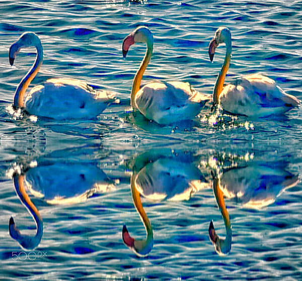 IMG_7245. Flamingos by Terry Wells | 500px