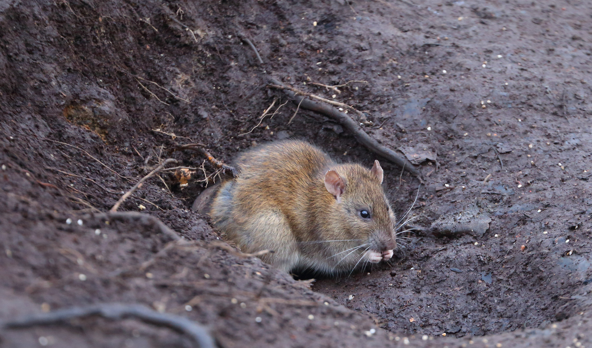 A ground burrow by Станислав Вершинин | 500px