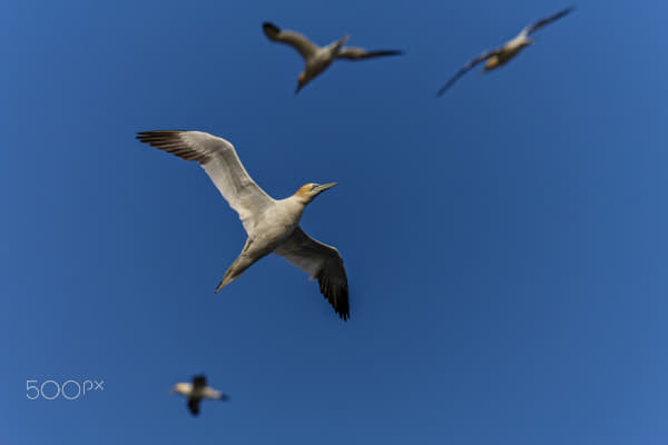 Birds Soar Freely in Expansive Blue Sky Symbolizing Liberty | landscape ...