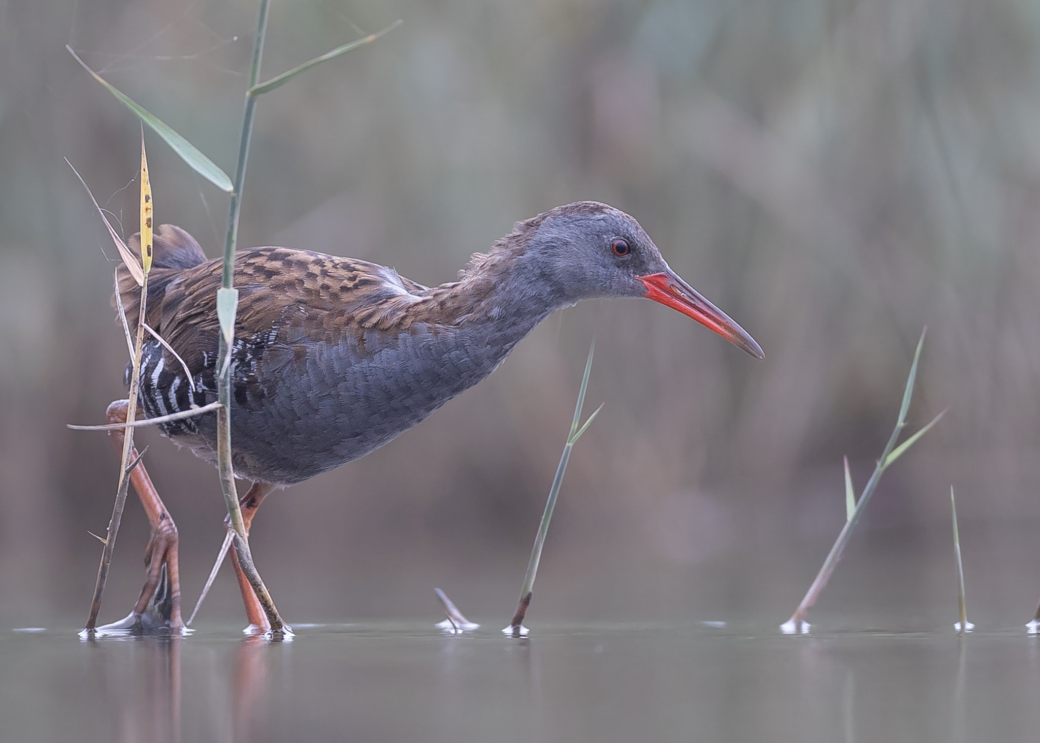 Water Rail Foraging in Calm Waters Reflecting Resilience | nature photo ...