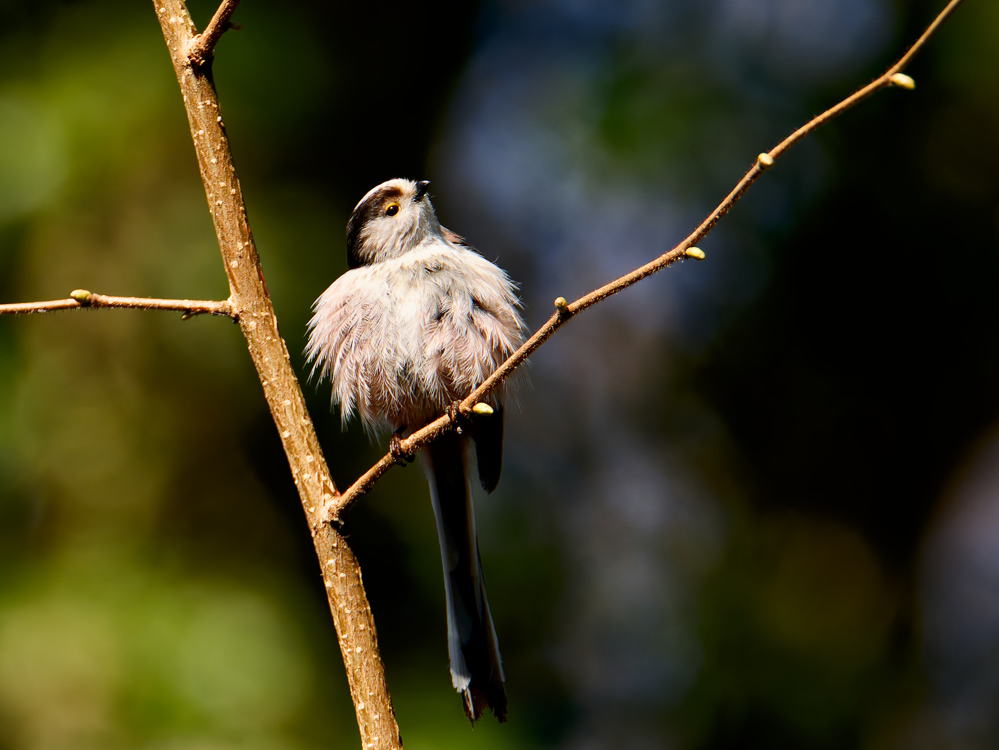 Delicate Bird Embodies Fragility and Grace | nature photo by Antoine ...