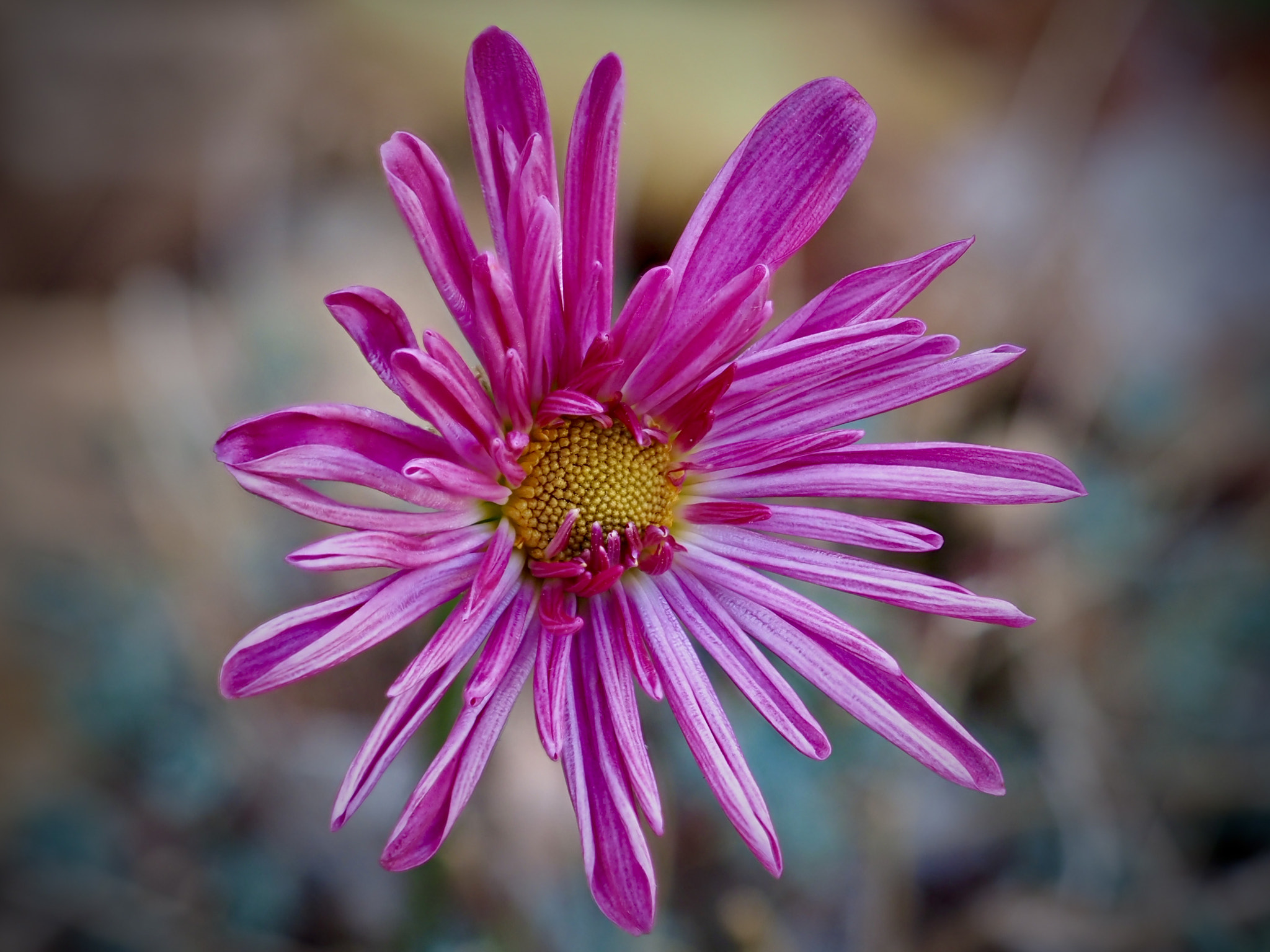 Vibrant Bloom Radiates Natural Beauty and Delicate Resilience | nature ...