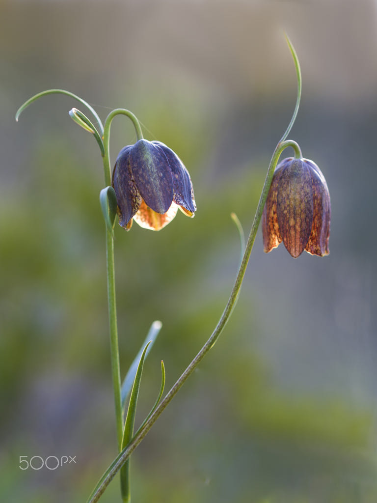Delicate Fritillaria Blooms Displaying Fragility and Unique Beauty ...