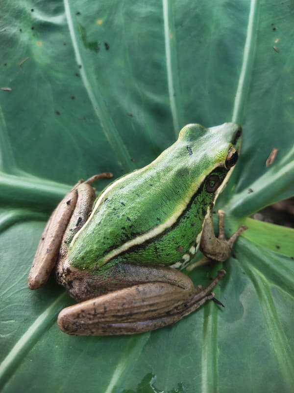 Vibrant Green Frog Rests on Leaf in Natural Harmony | nature photo by ...