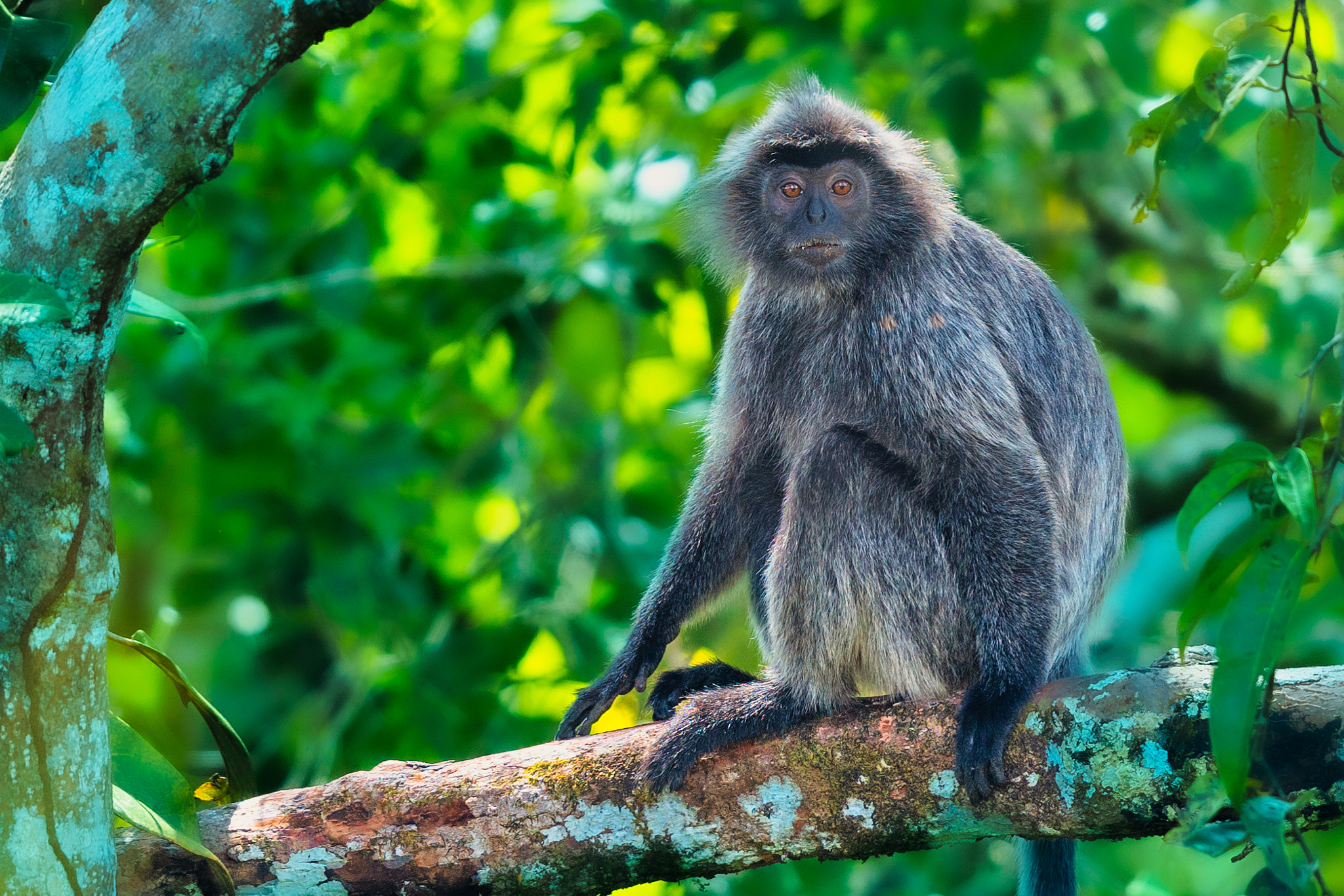 Wise Primate Observes from Canopy in Display of Tranquility | nature ...