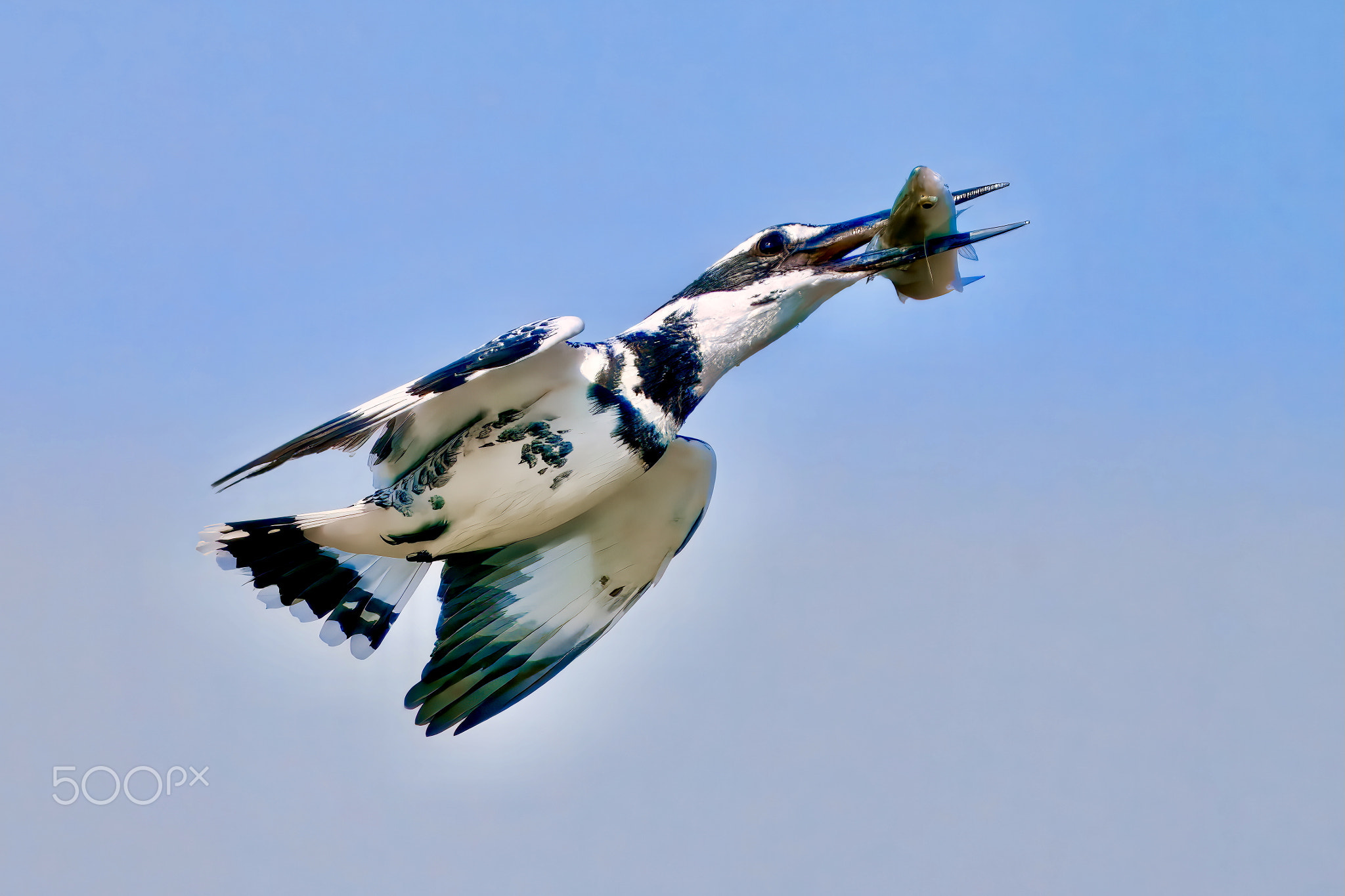 Kingfisher Captures Prey in Dynamic Display of Skill | nature photo by ...