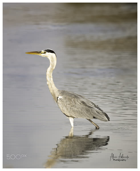 The Grey Heron (Ardea cinerea) by Vin Photography | 500px