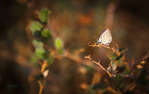 Delicate Butterfly Resting Symbolizing Fragility and Ephemeral Beauty ...