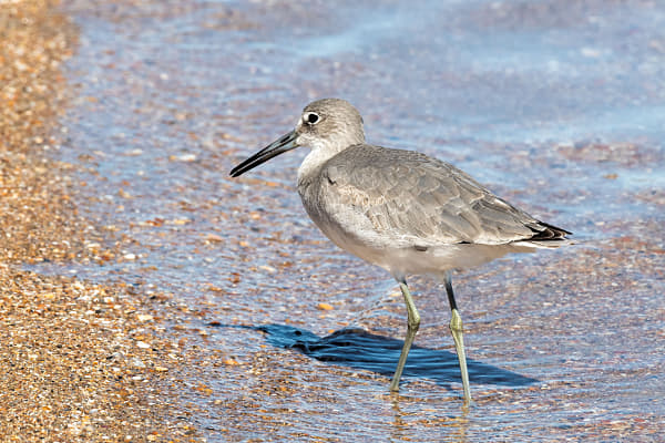 Willet by Robert Kramer | 500px